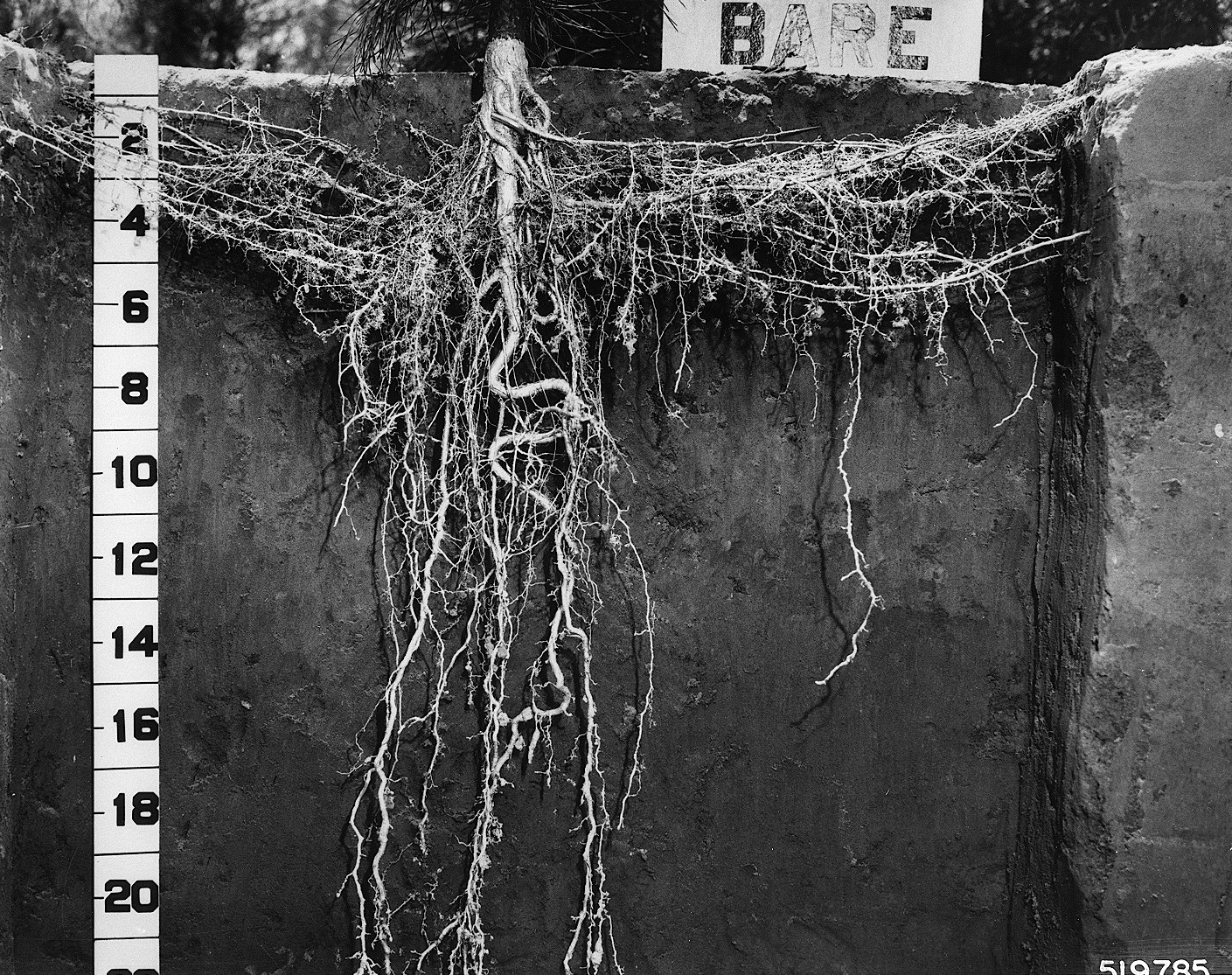 USDA Plants Database