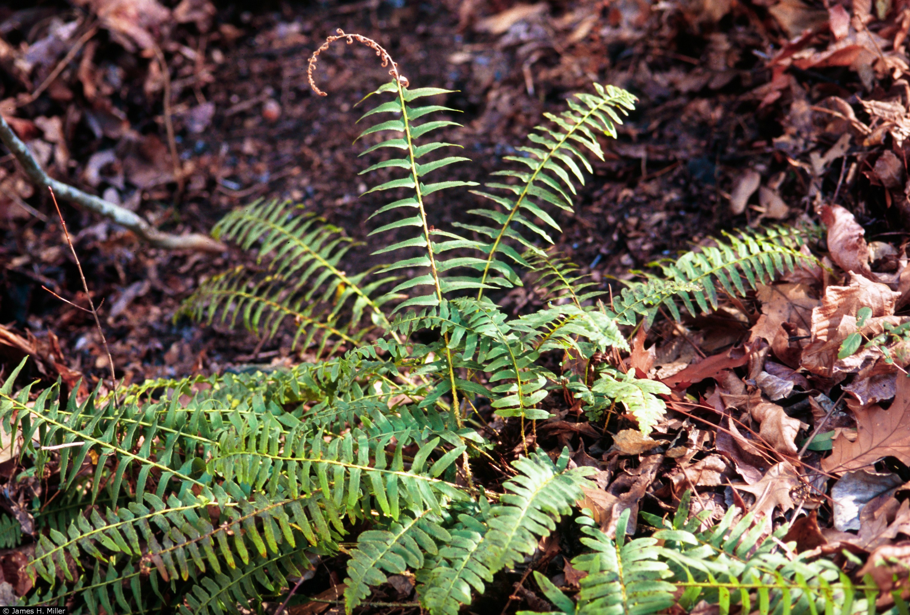 USDA Plants Database