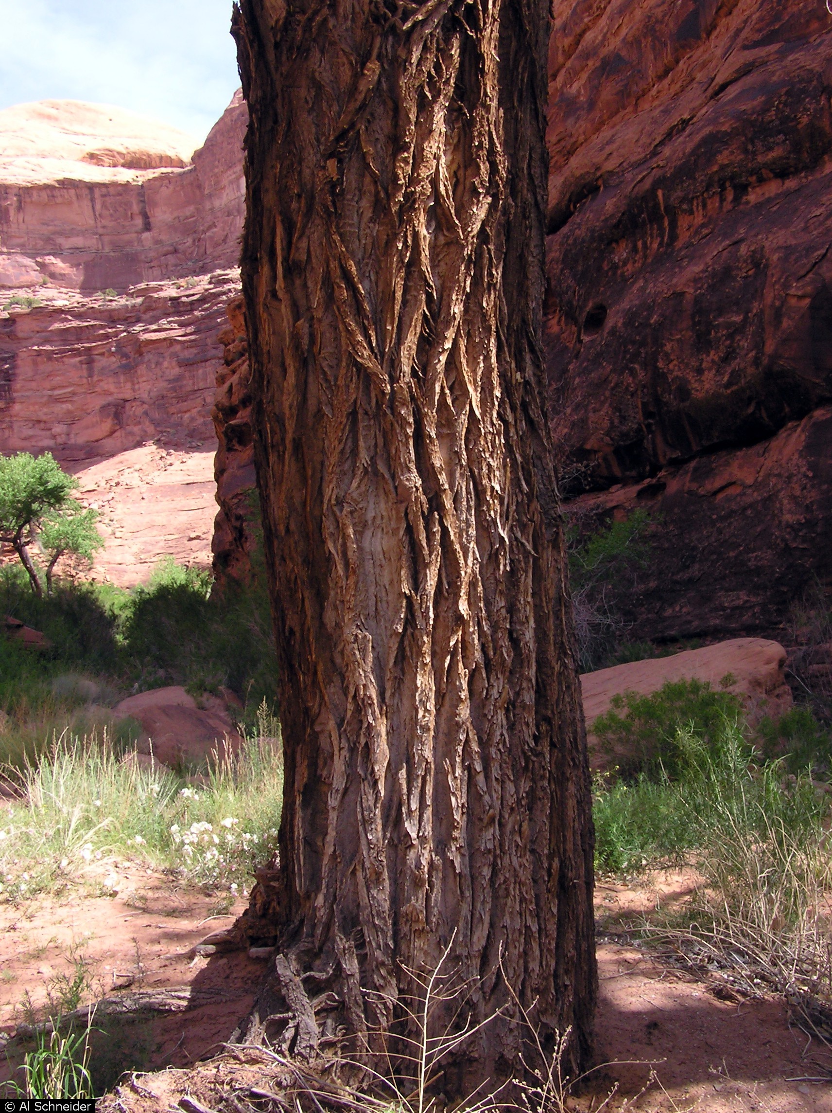 USDA Plants Database