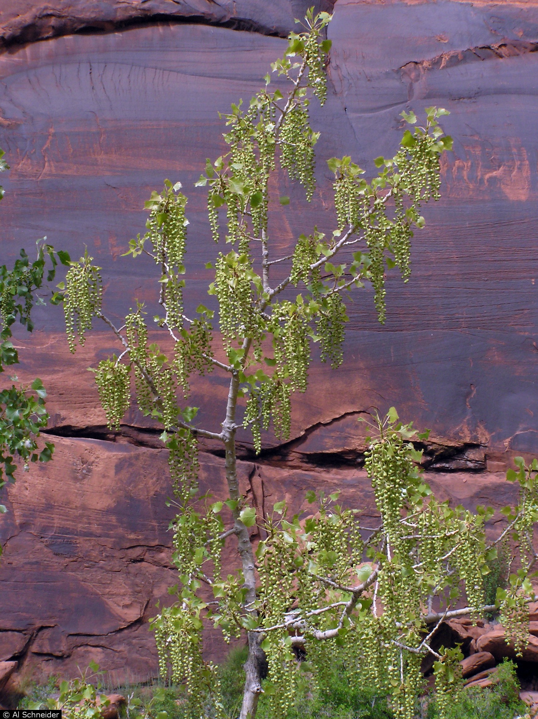 USDA Plants Database