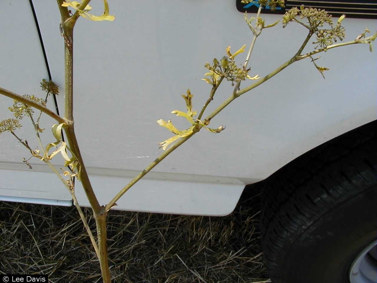 USDA Plants Database