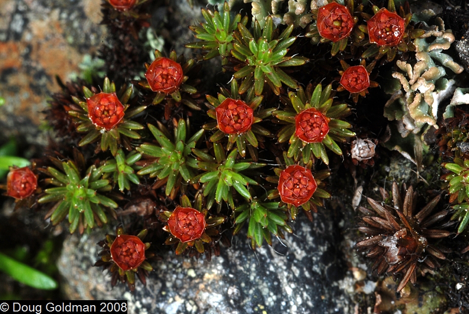 USDA Plants Database