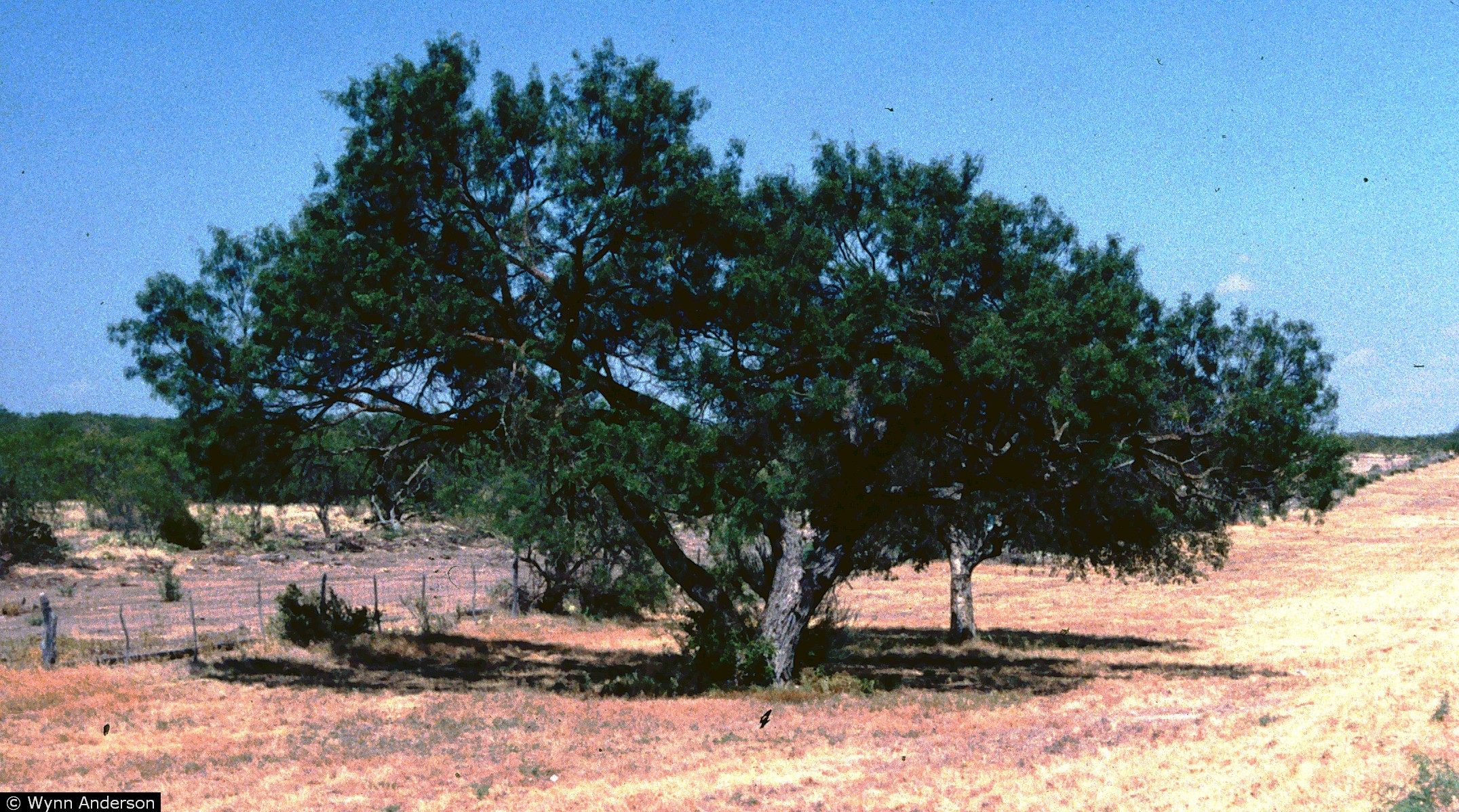 USDA Plants Database