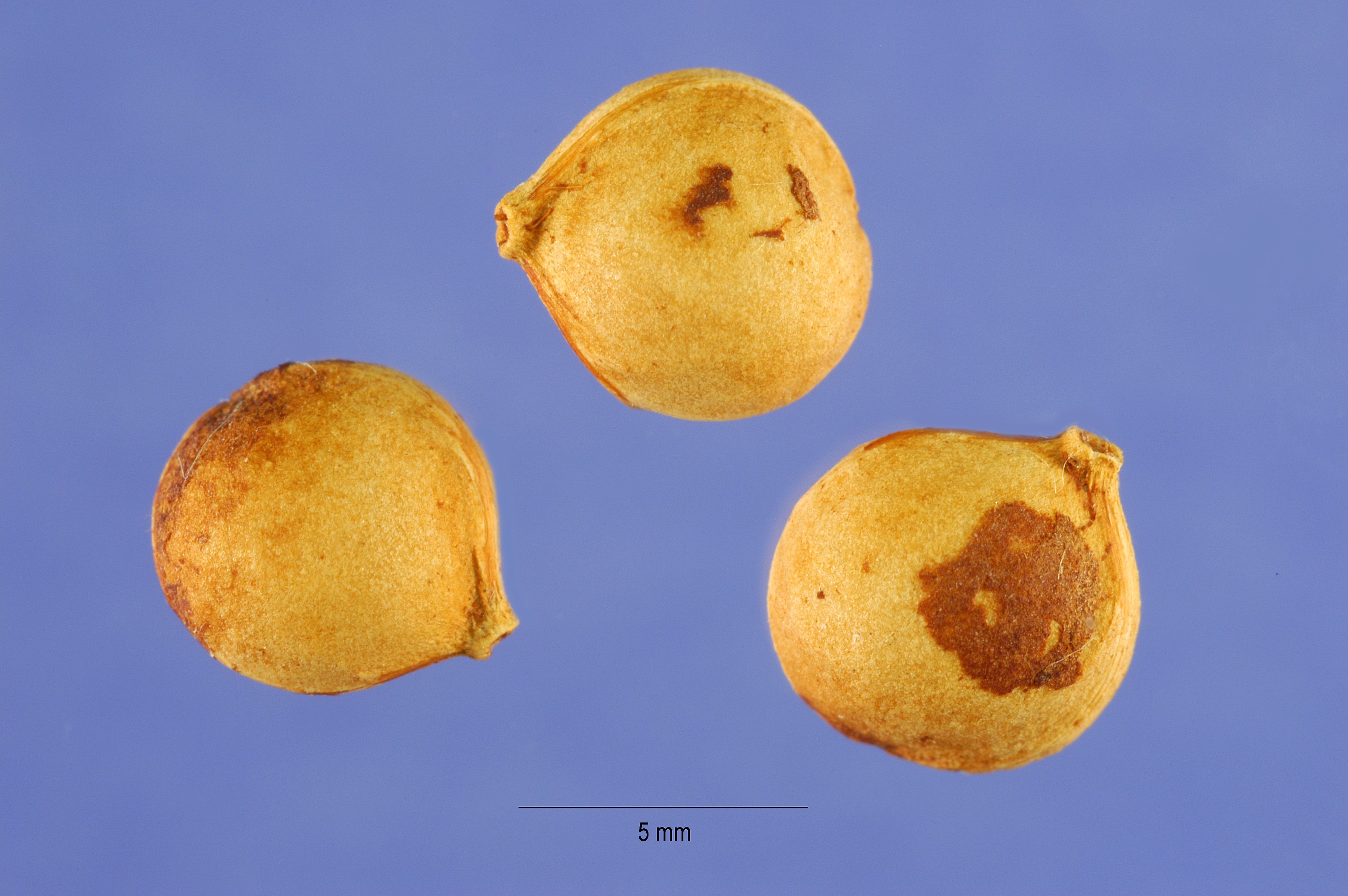 USDA Plants Database