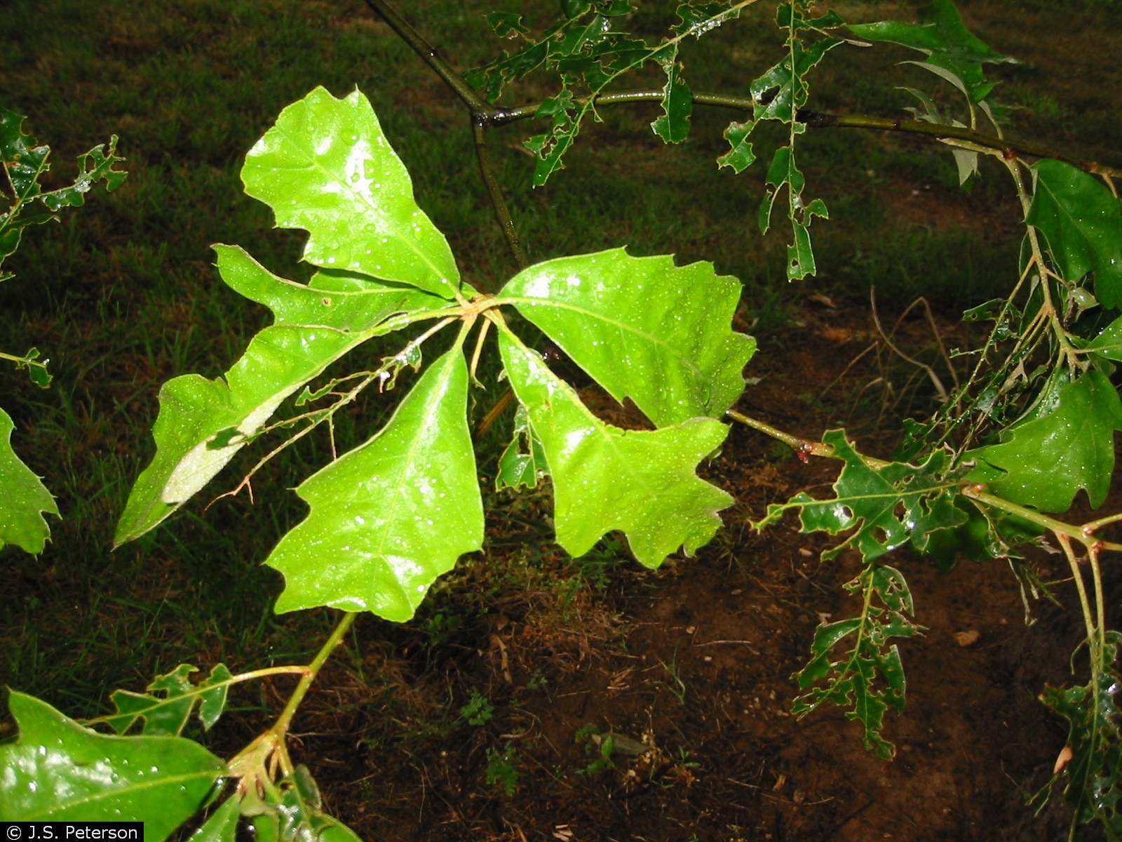 USDA Plants Database