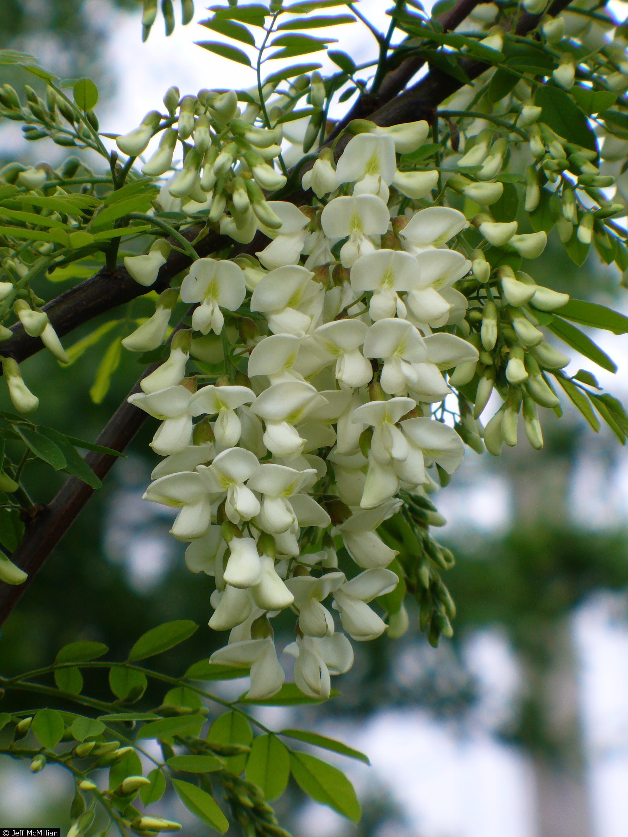 USDA Plants Database