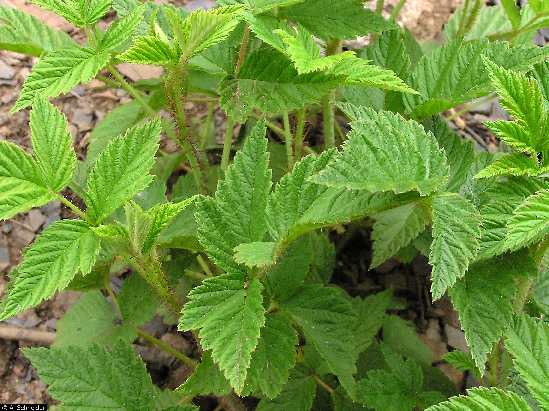 USDA Plants Database