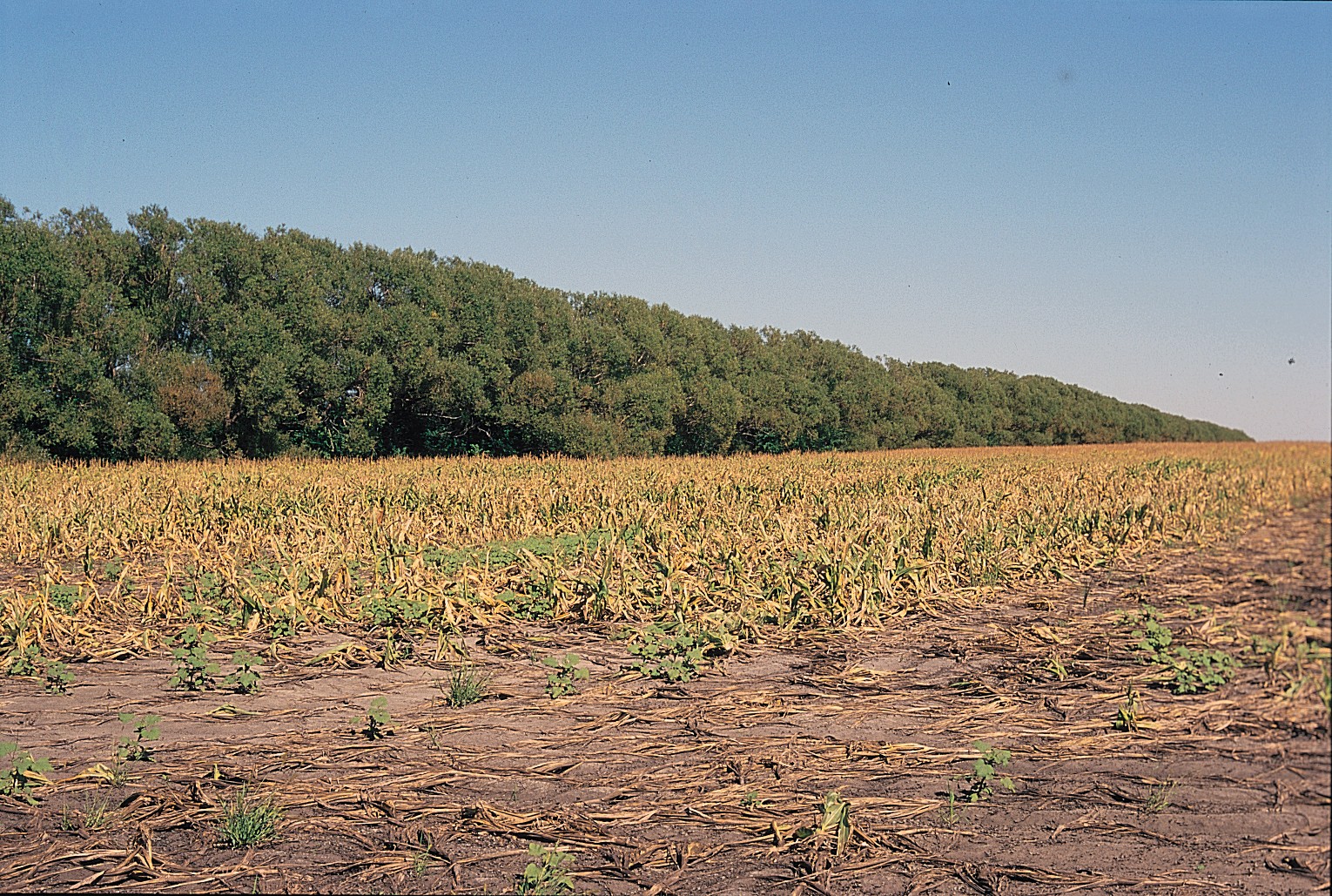 USDA Plants Database