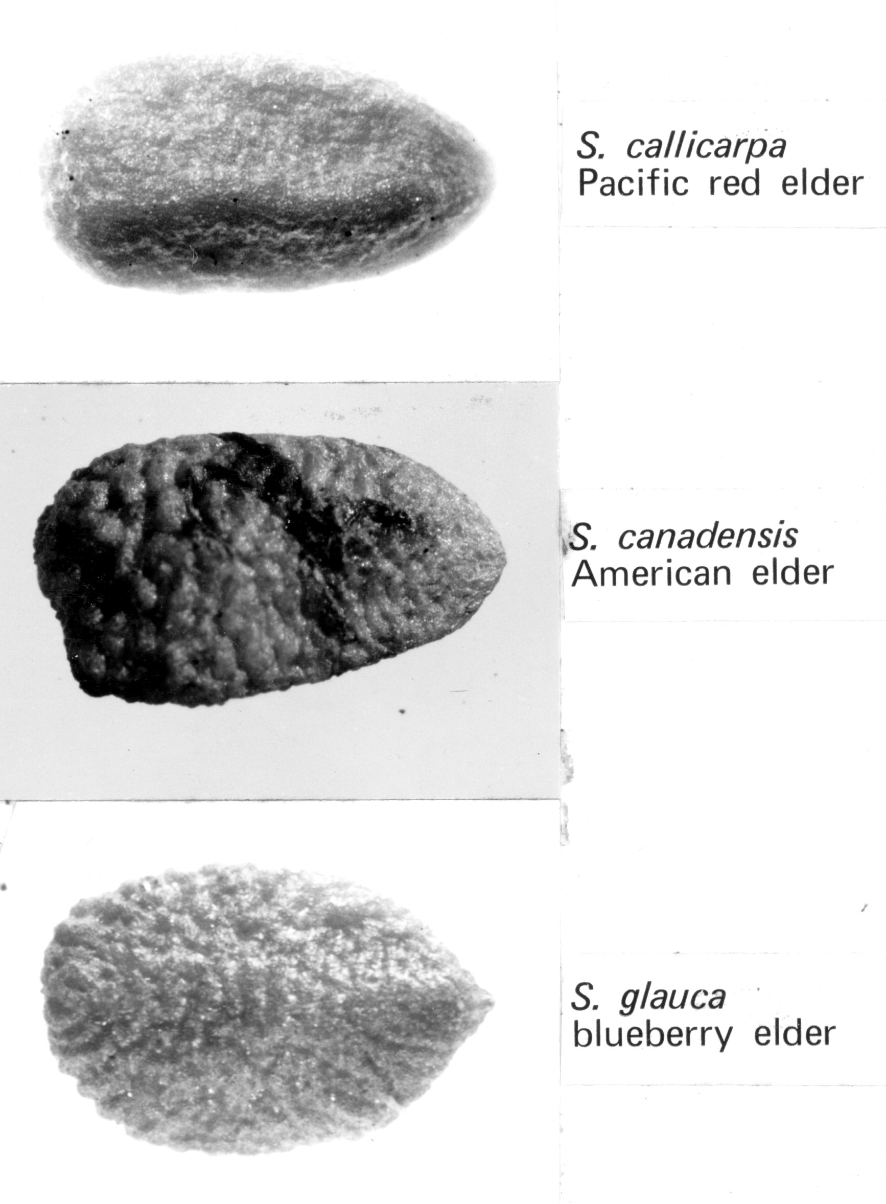 USDA Plants Database