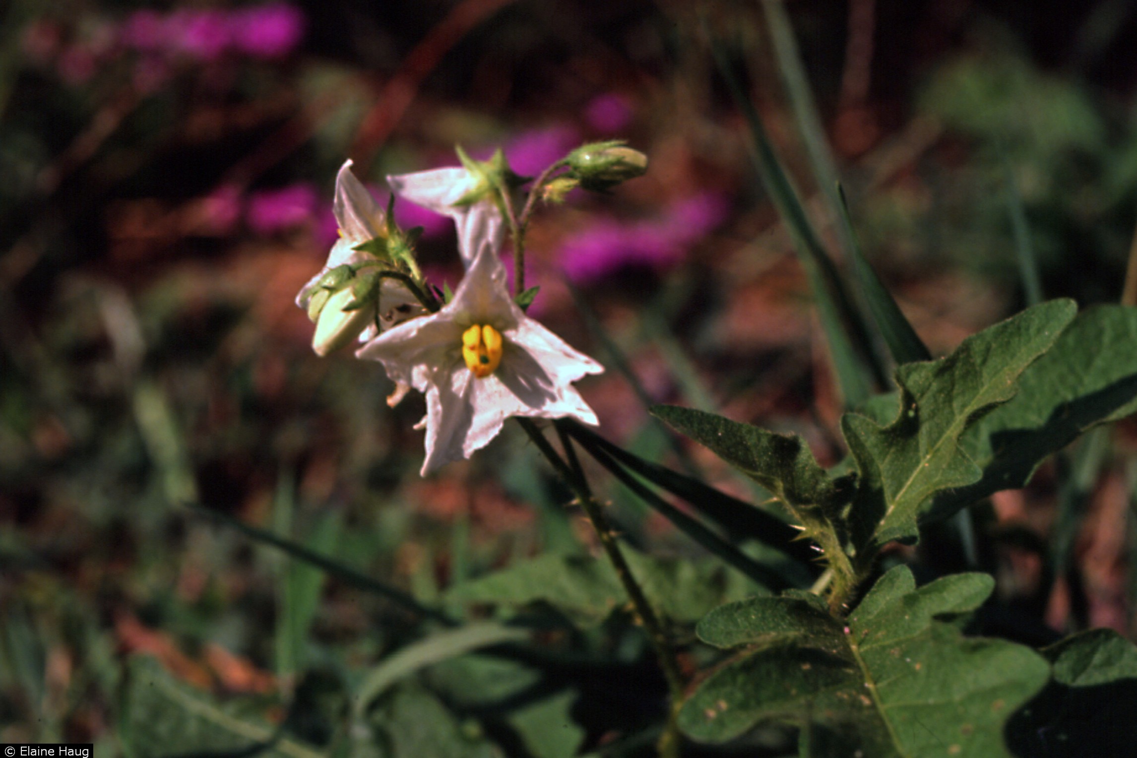 USDA Plants Database