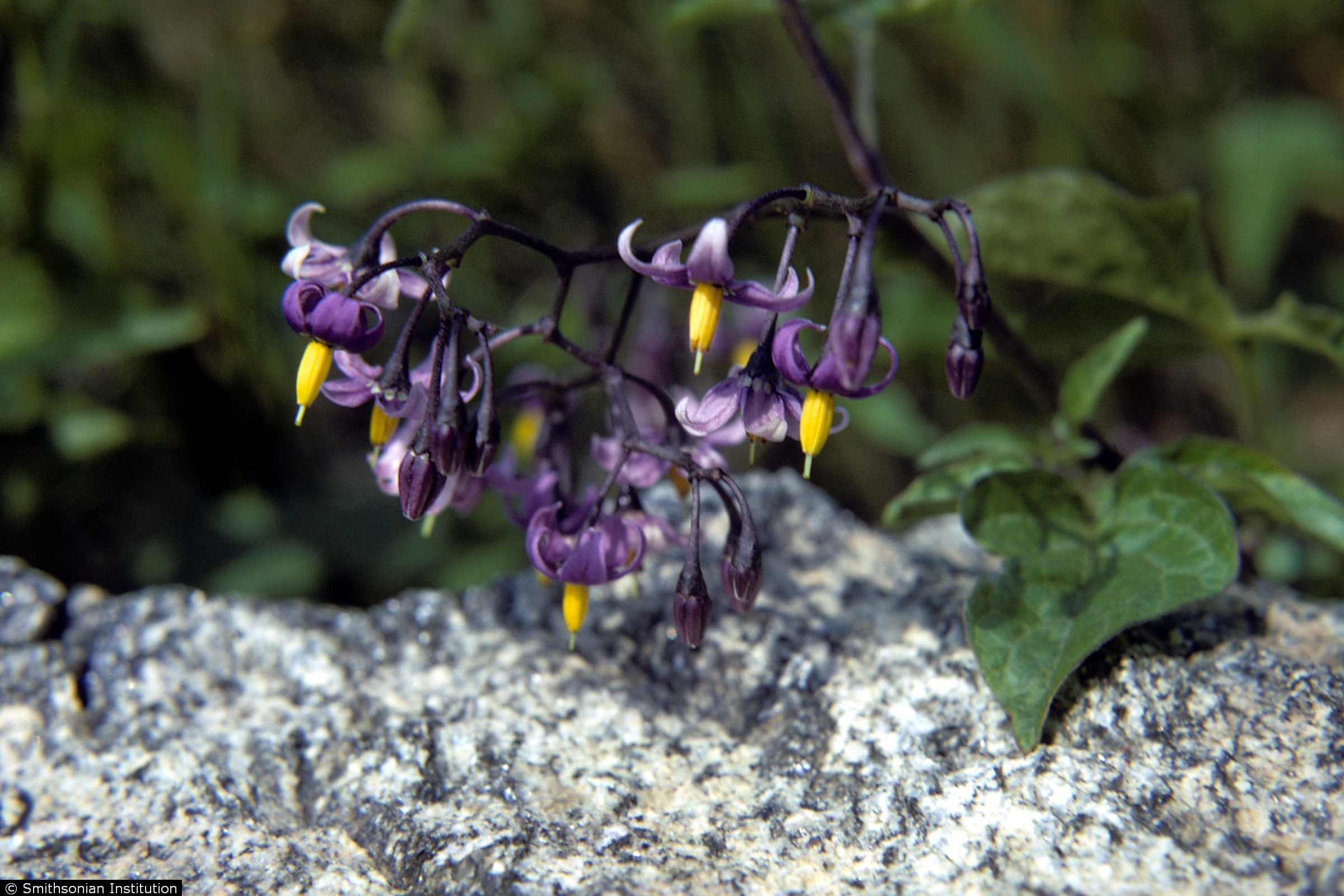 USDA Plants Database