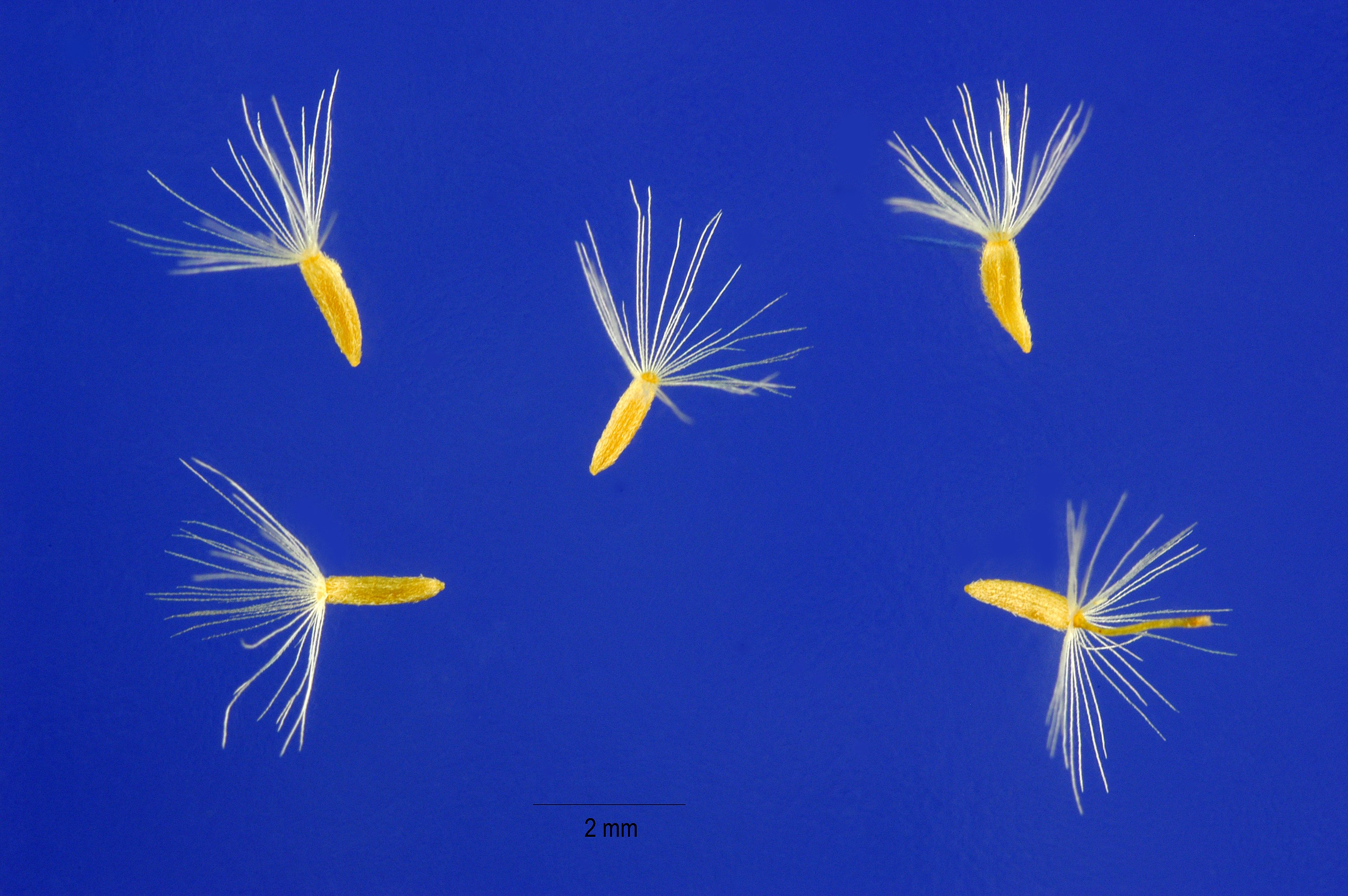 USDA Plants Database