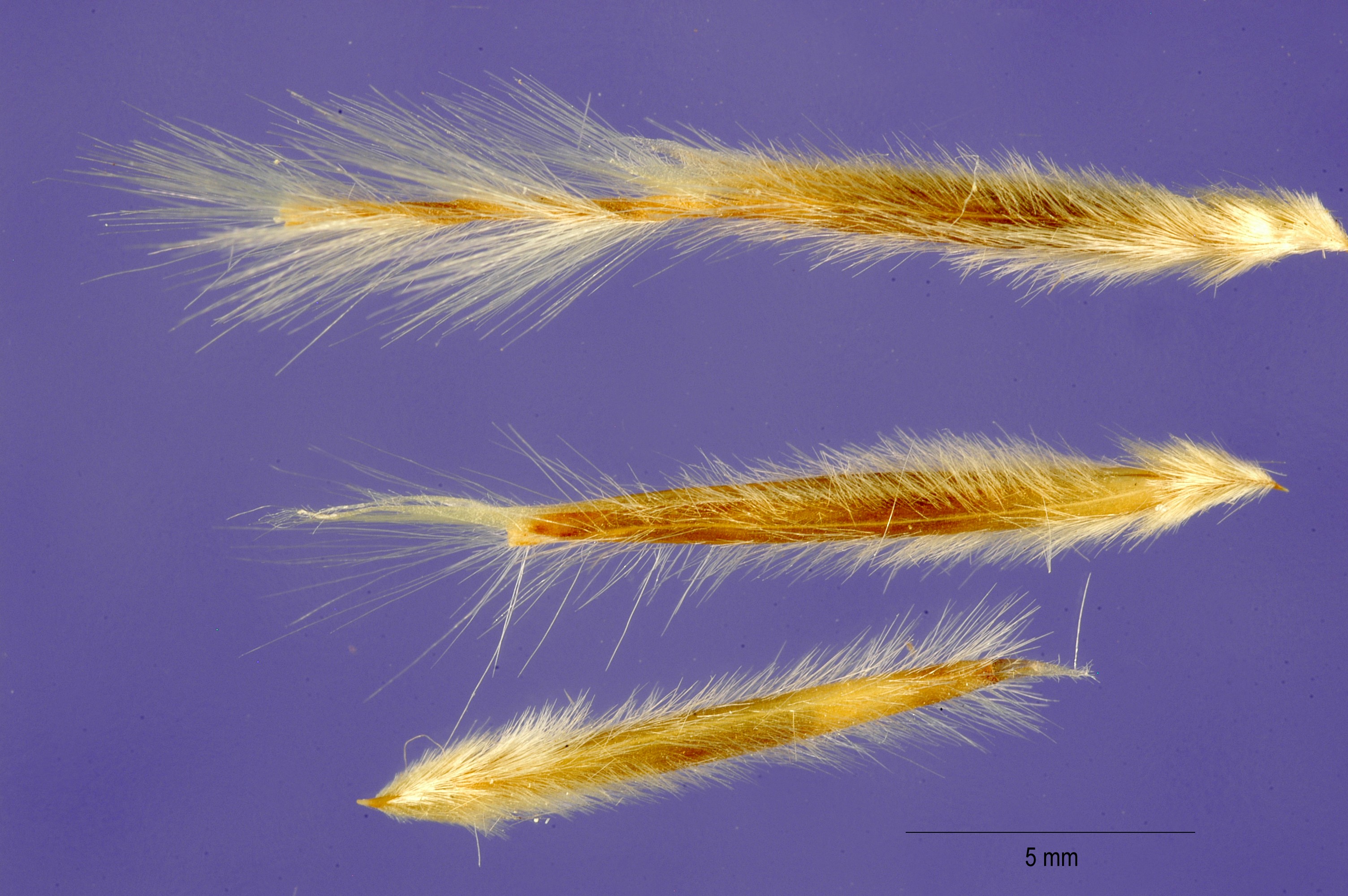 USDA Plants Database