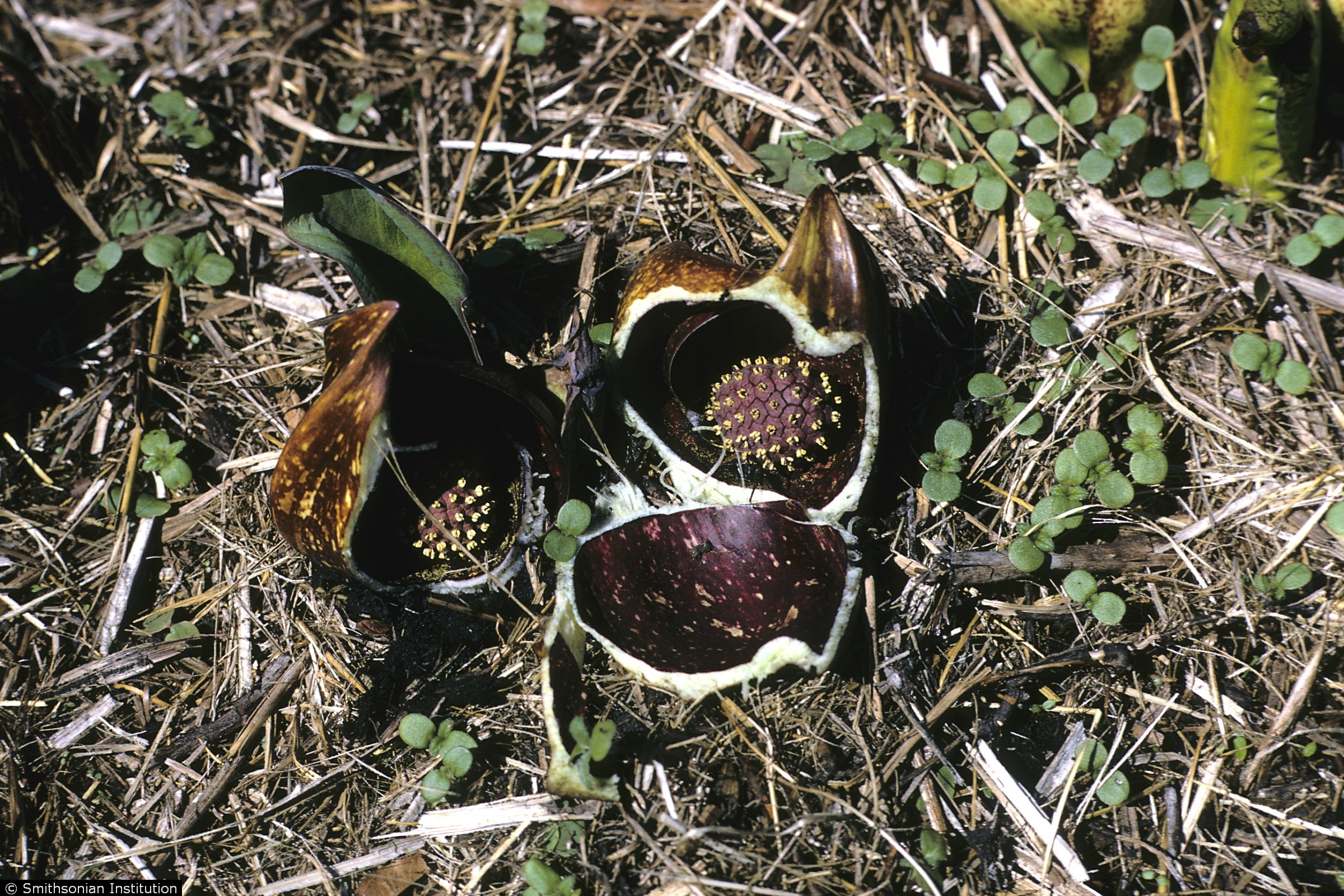 USDA Plants Database