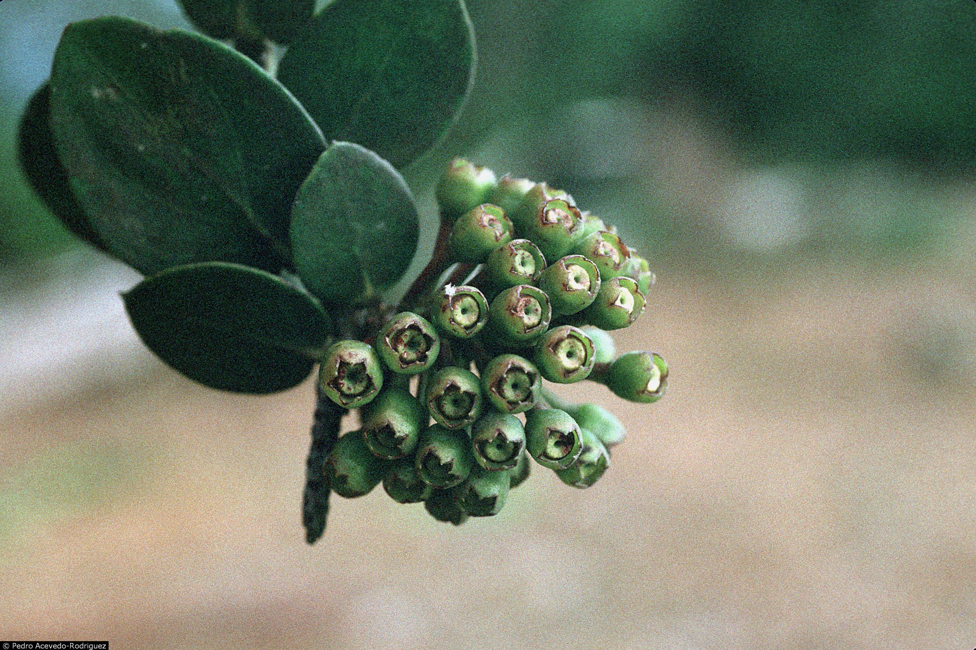 USDA Plants Database