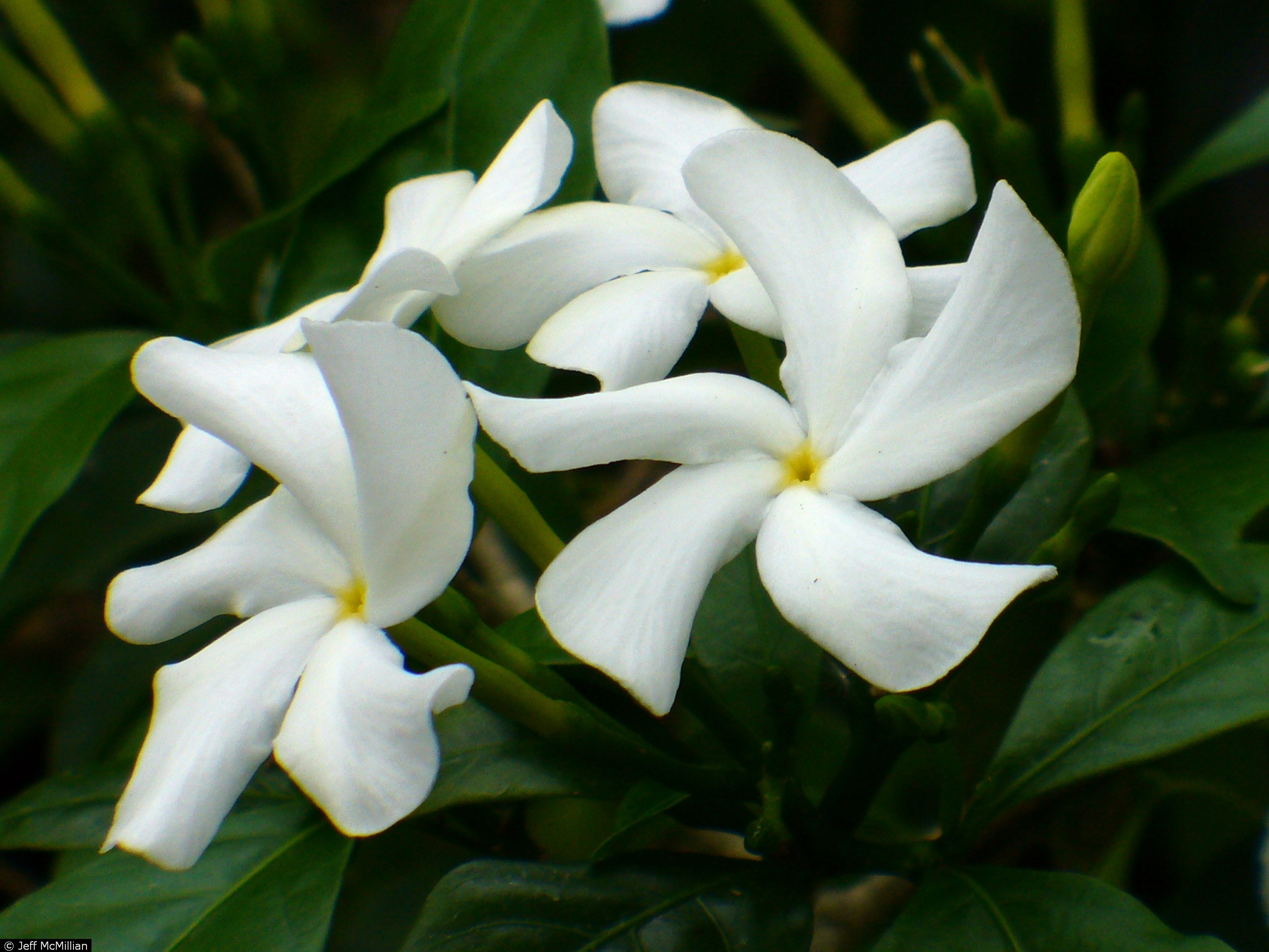 USDA Plants Database