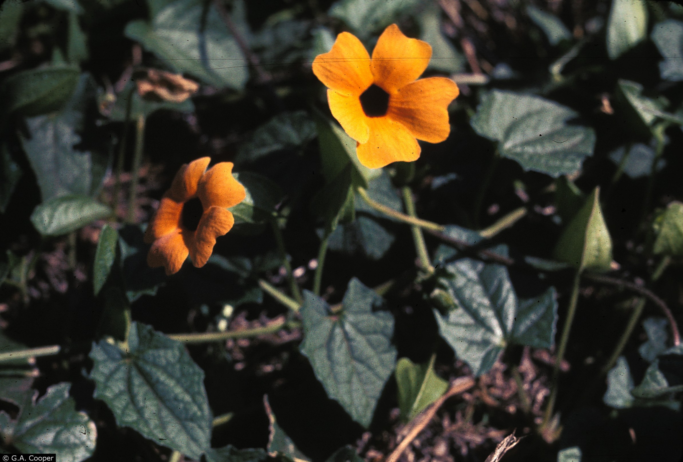 USDA Plants Database