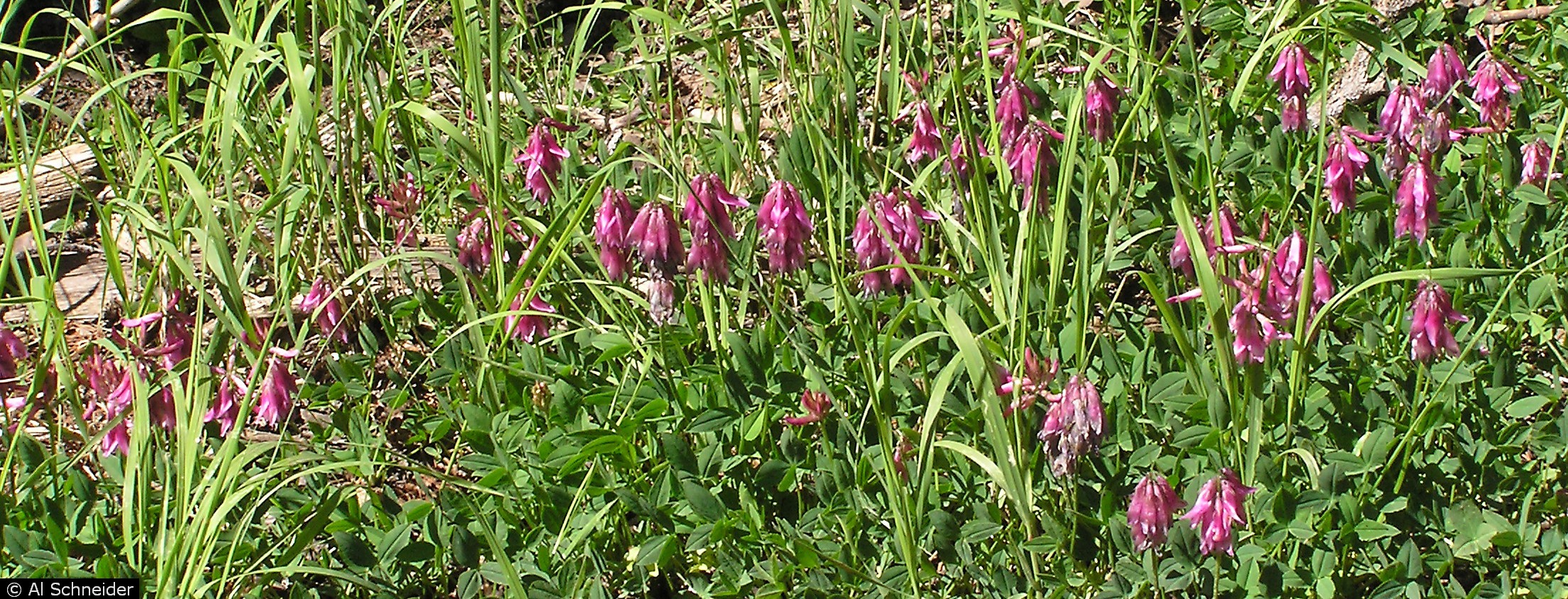 USDA Plants Database