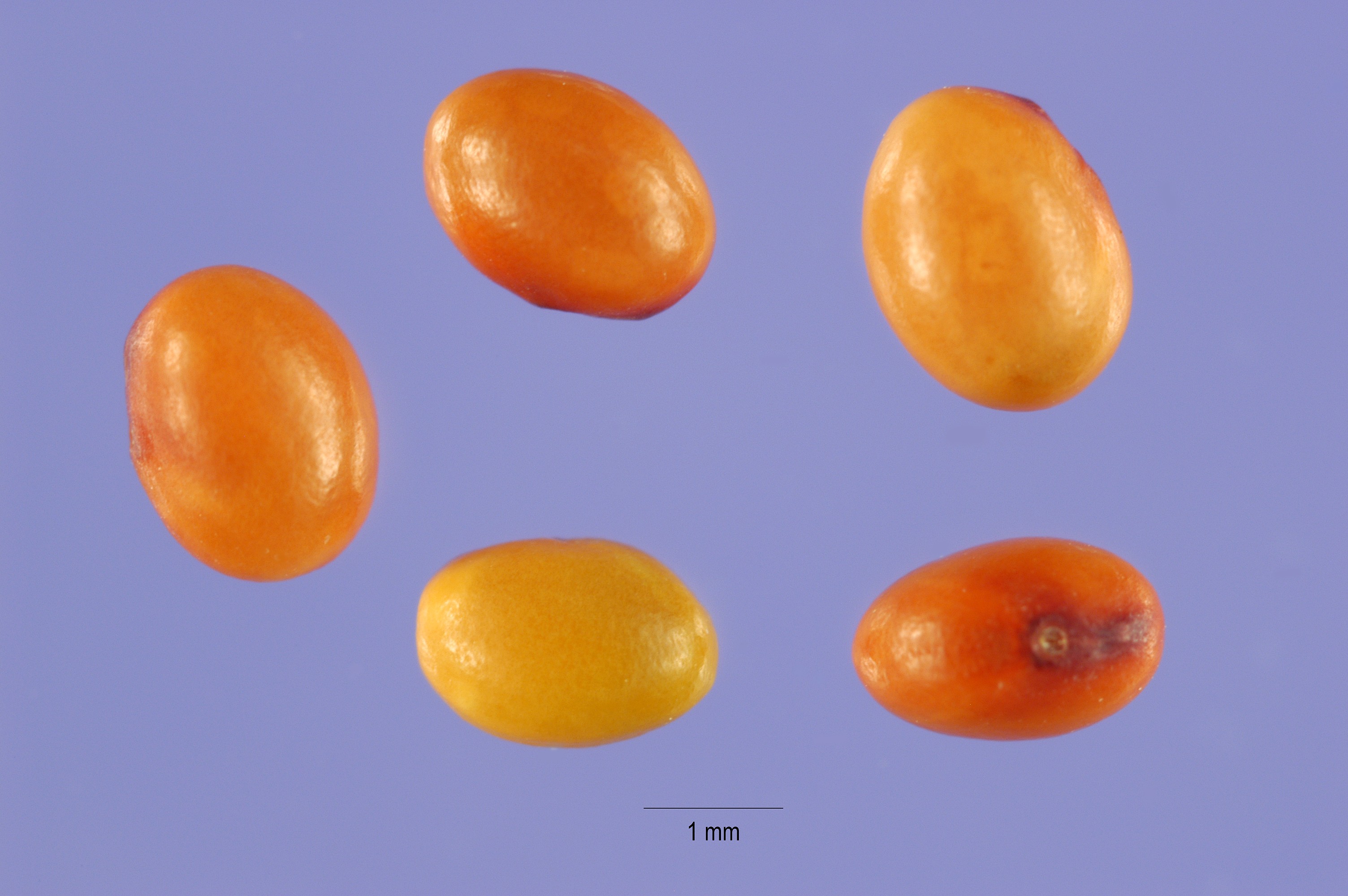 USDA Plants Database