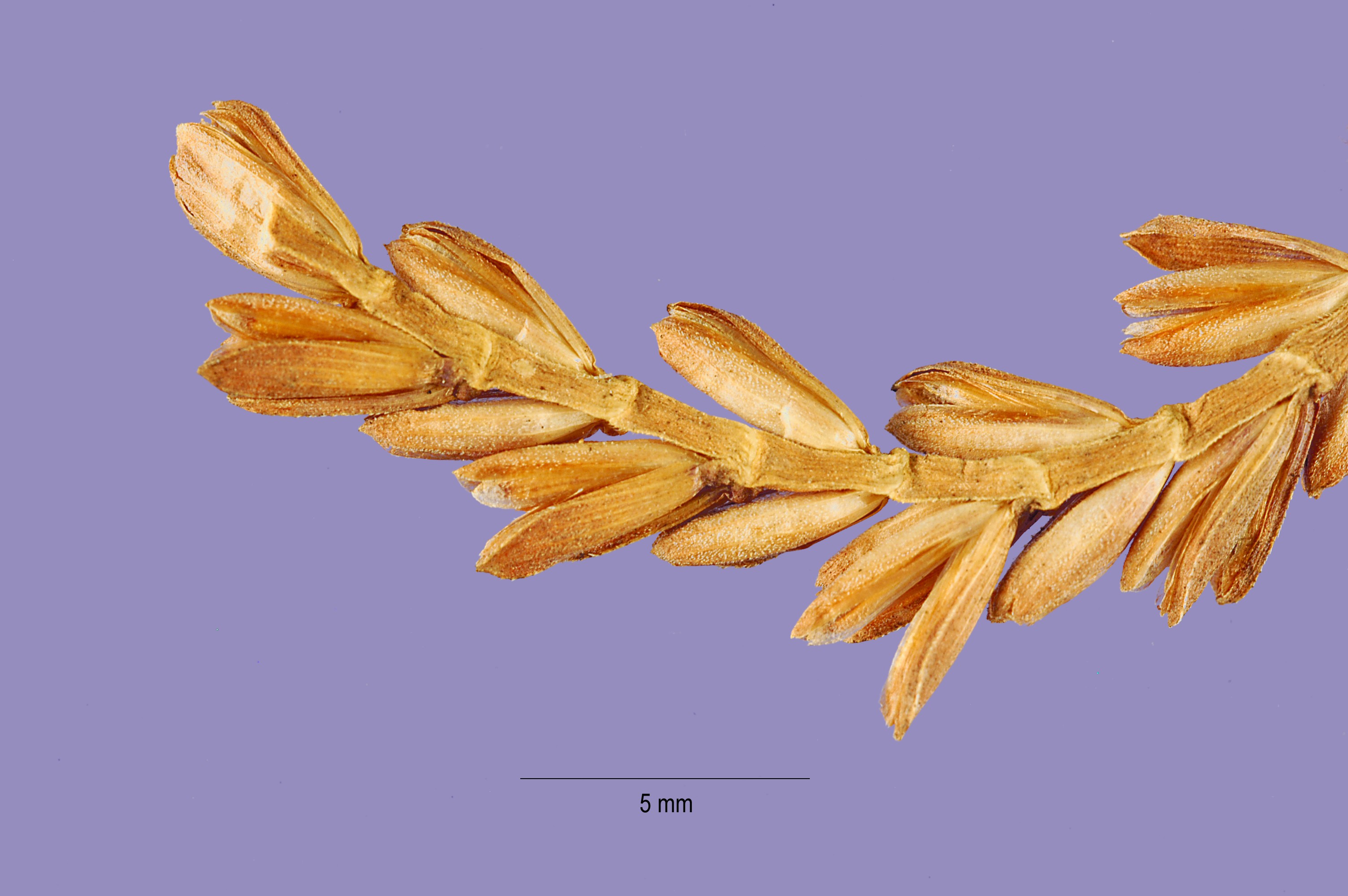 USDA Plants Database
