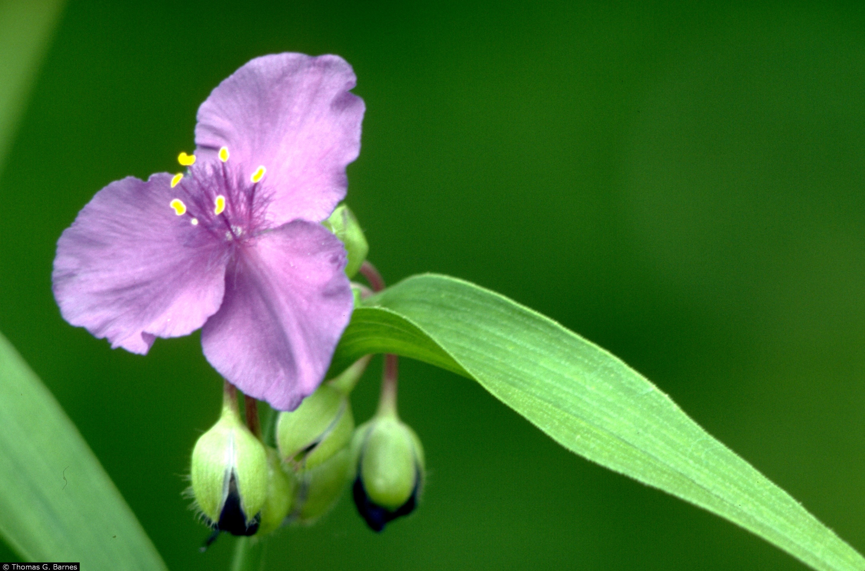USDA Plants Database