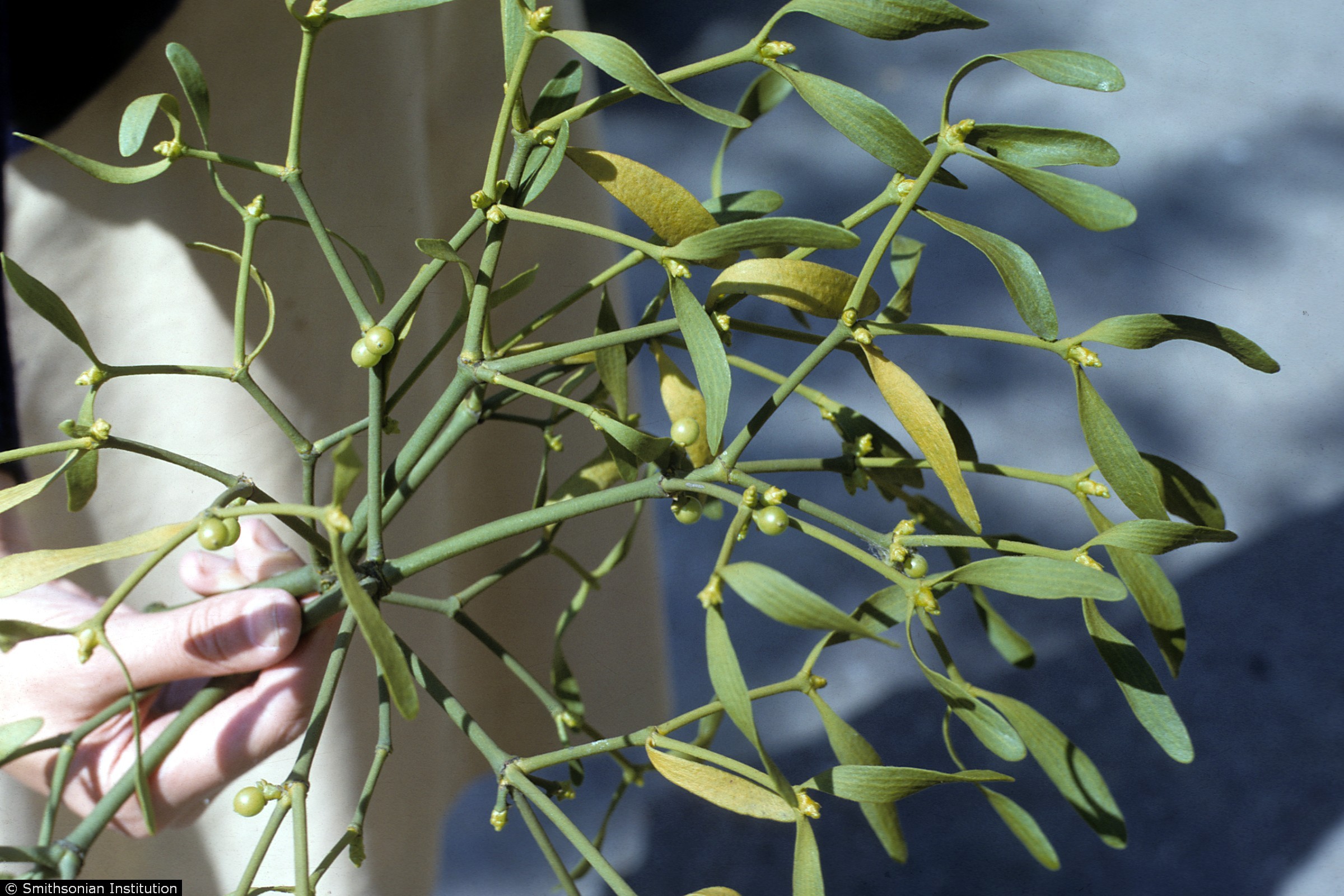 USDA Plants Database