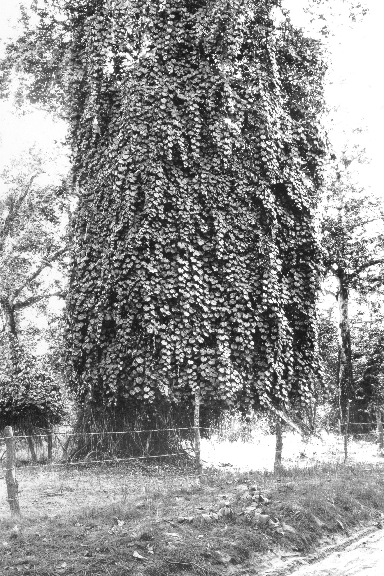 USDA Plants Database