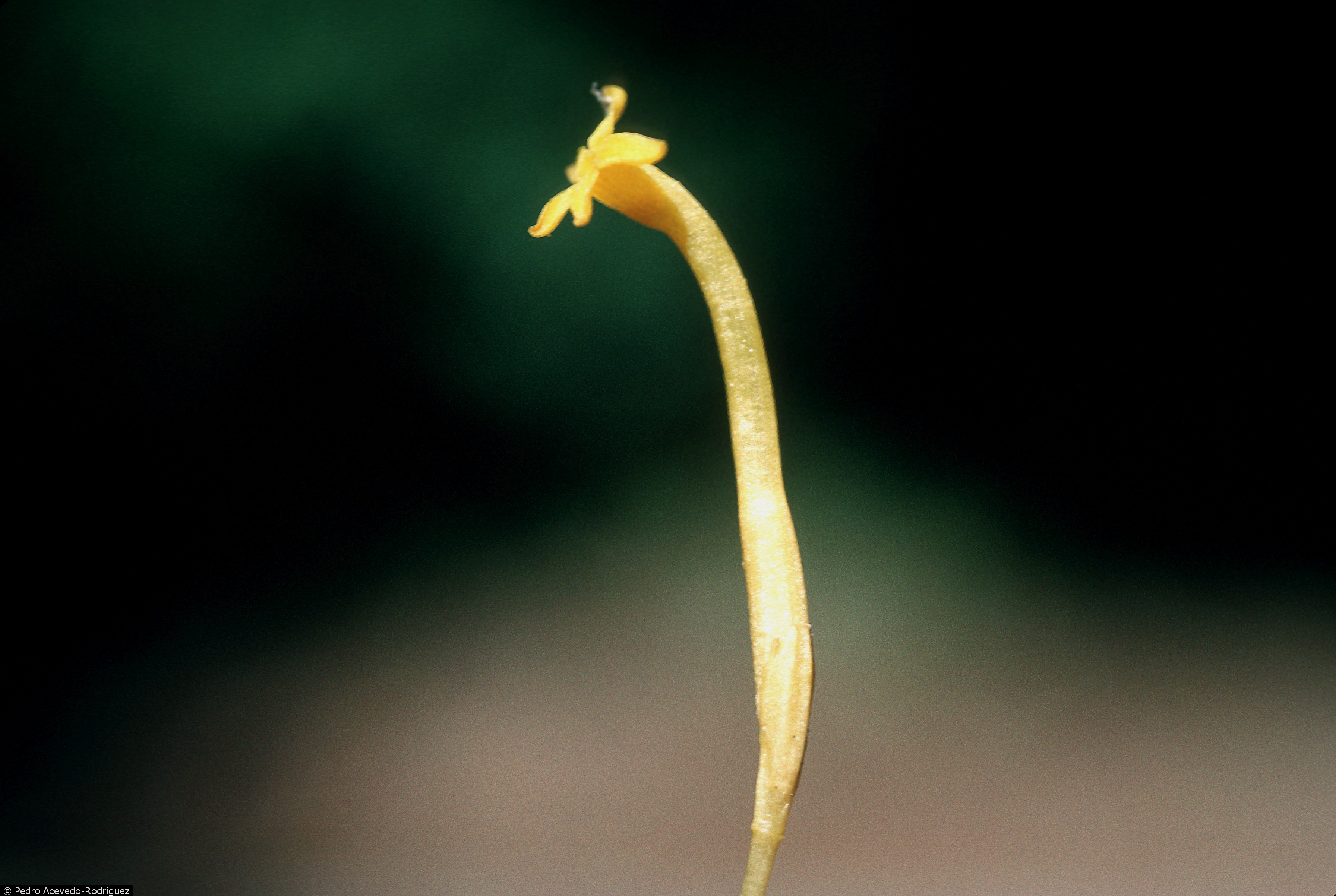 USDA Plants Database