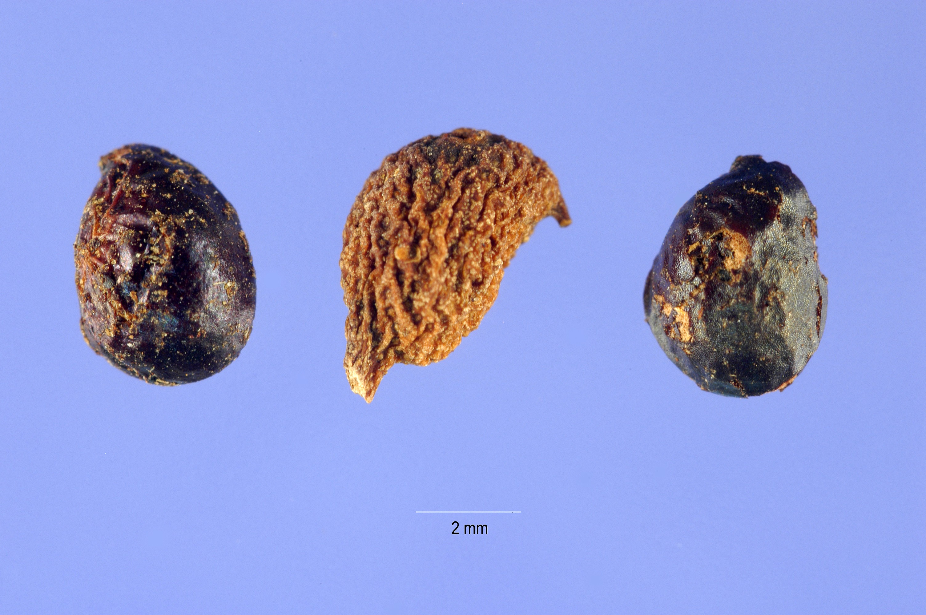 USDA Plants Database