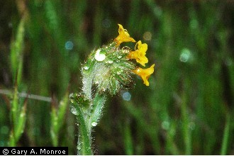 USDA Plants Database