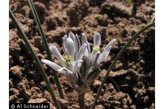 USDA Plants Database