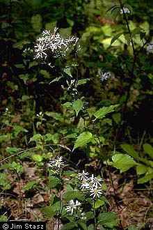 USDA Plants Database