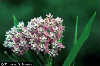 USDA Plants Database