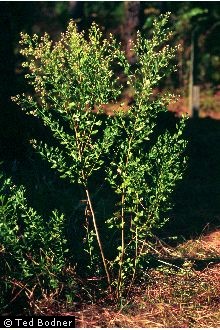 USDA Plants Database