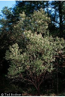 USDA Plants Database