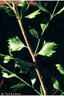 USDA Plants Database