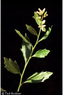 USDA Plants Database