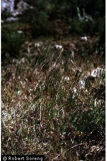 USDA Plants Database