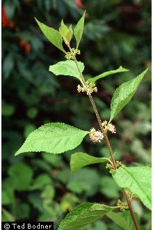 USDA Plants Database