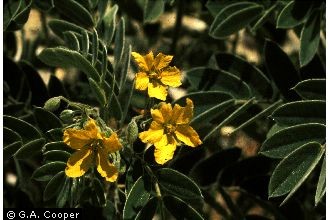 USDA Plants Database