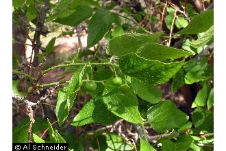 USDA Plants Database