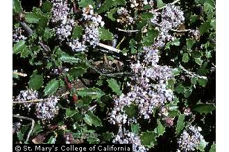 USDA Plants Database