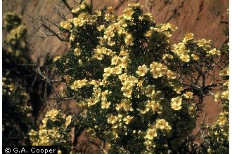 USDA Plants Database
