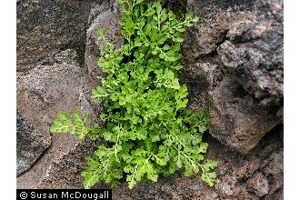 USDA Plants Database