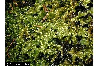 USDA Plants Database