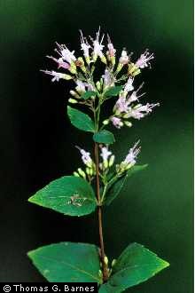 USDA Plants Database