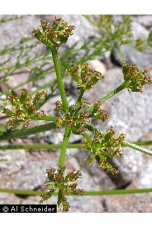USDA Plants Database