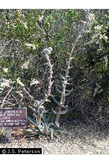 USDA Plants Database