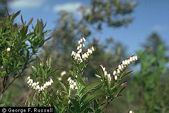 USDA Plants Database