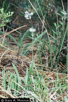 USDA Plants Database